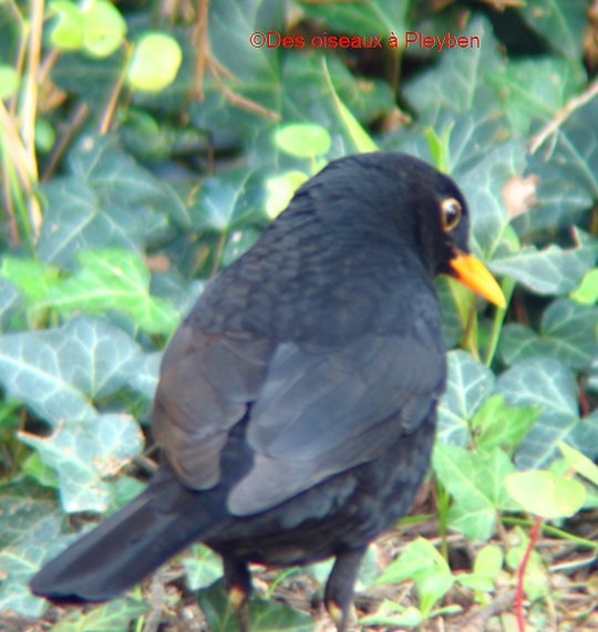 Le merle noir : galerie de photos