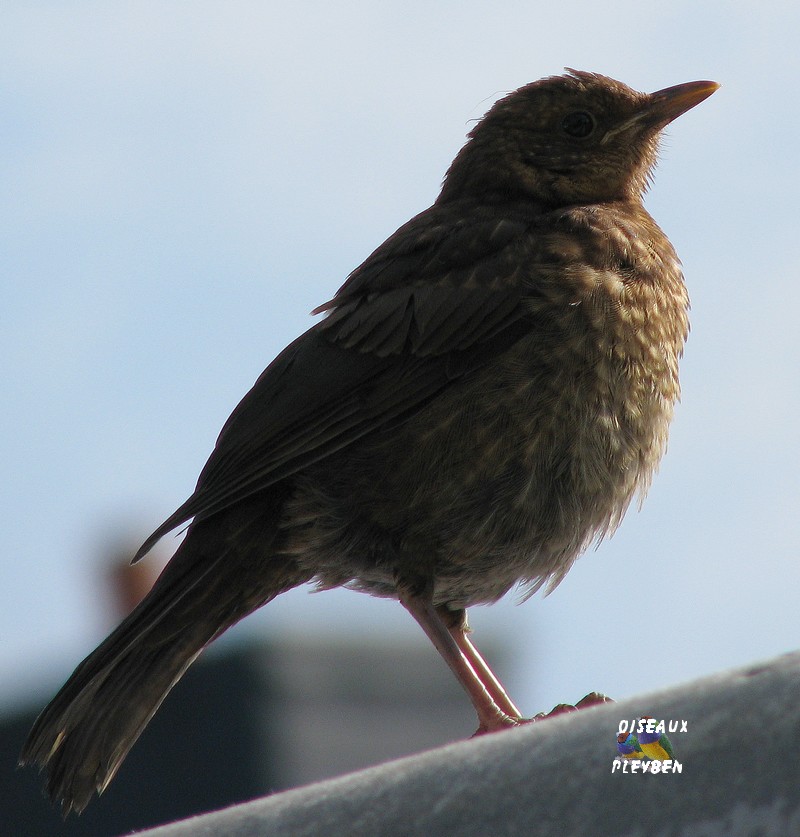 Le merle noir : galerie de photos
