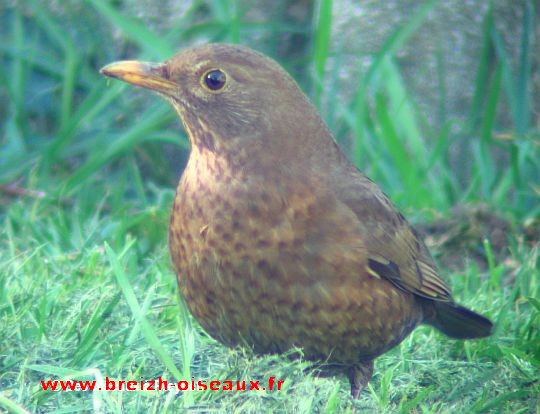 Le merle noir : galerie de photos