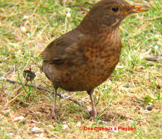 Le merle noir : galerie de photos