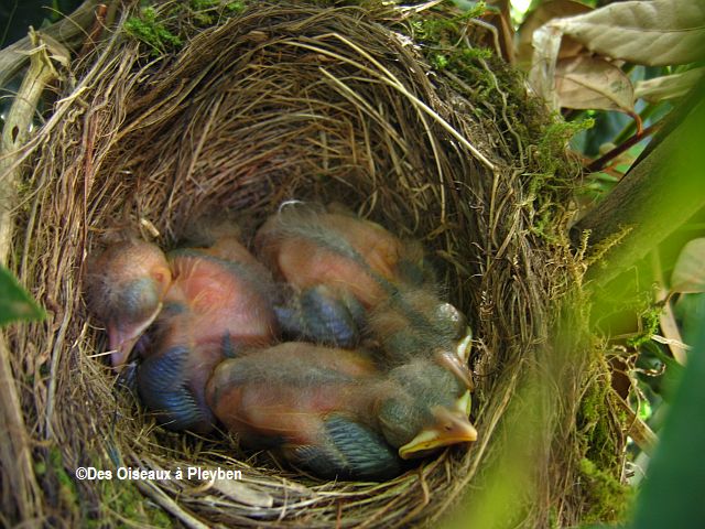 Le merle noir : galerie de photos