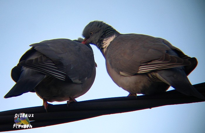 Le pigeon ramier : galerie de photos
