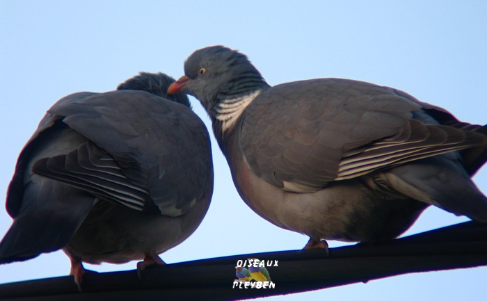 Le pigeon ramier : galerie de photos