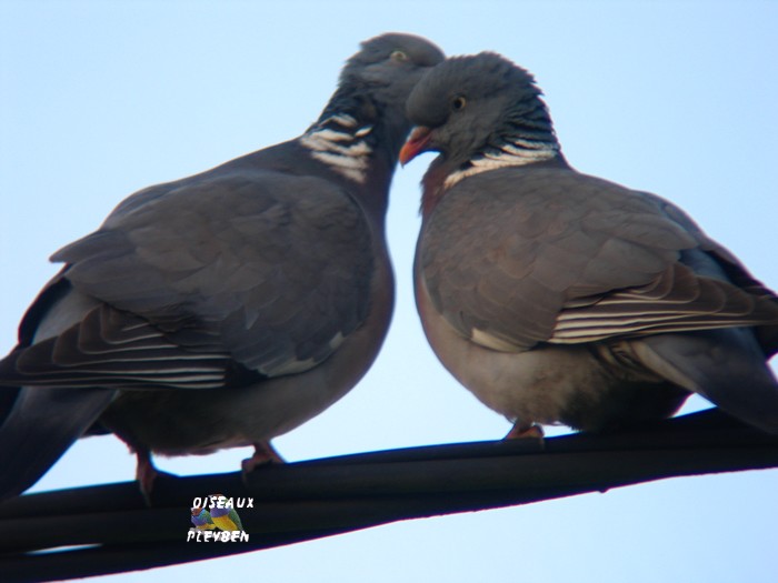 Le pigeon ramier : galerie de photos